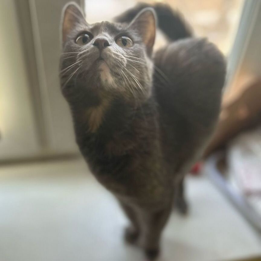 Серая кошка