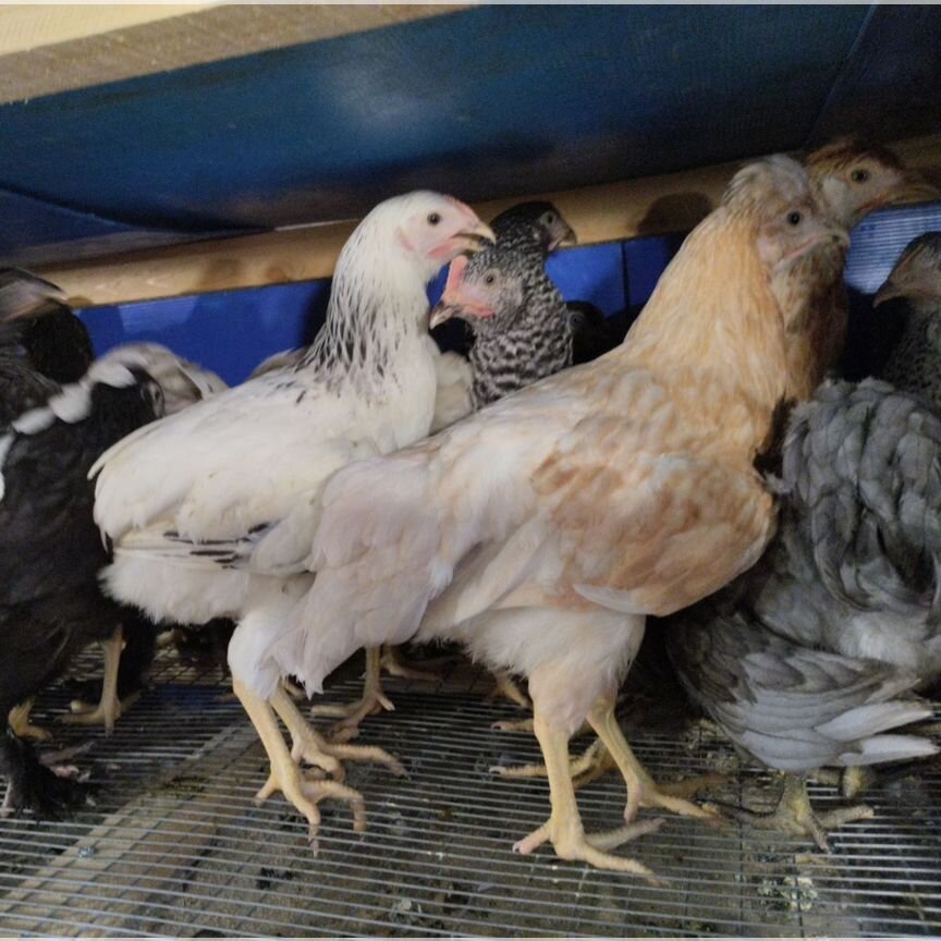 Куры молодки в наличии