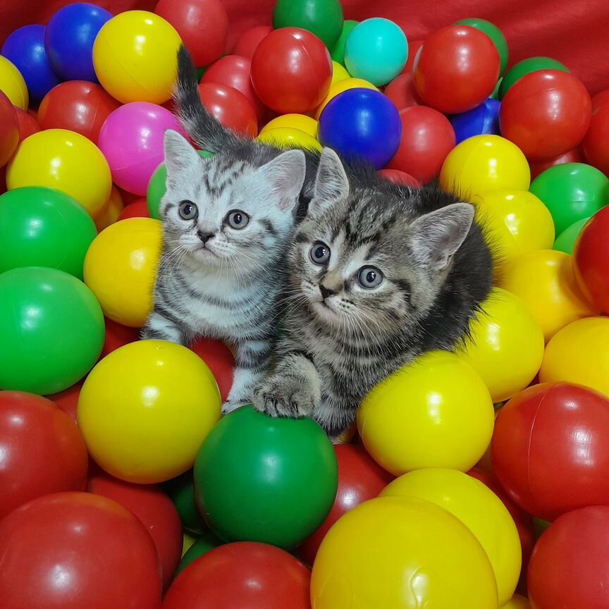 Шотландские прямоухие котята