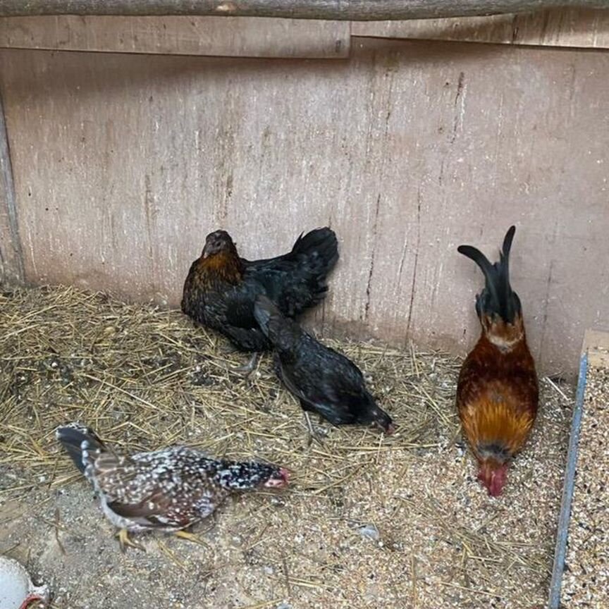 Куры и петушки