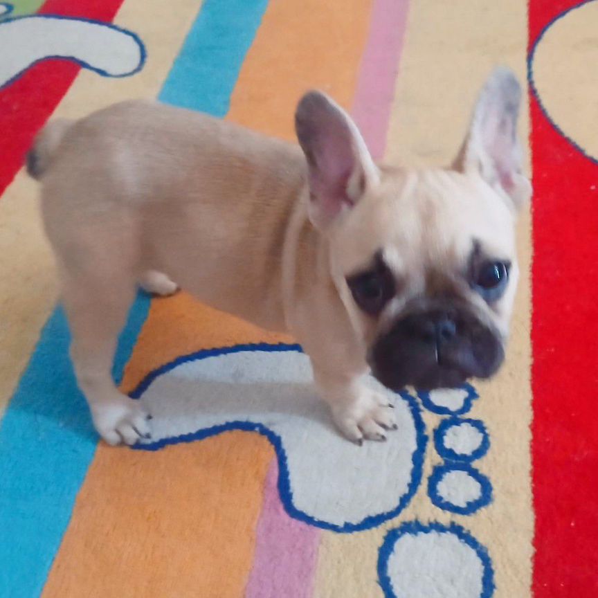 Французский бульдог отдам