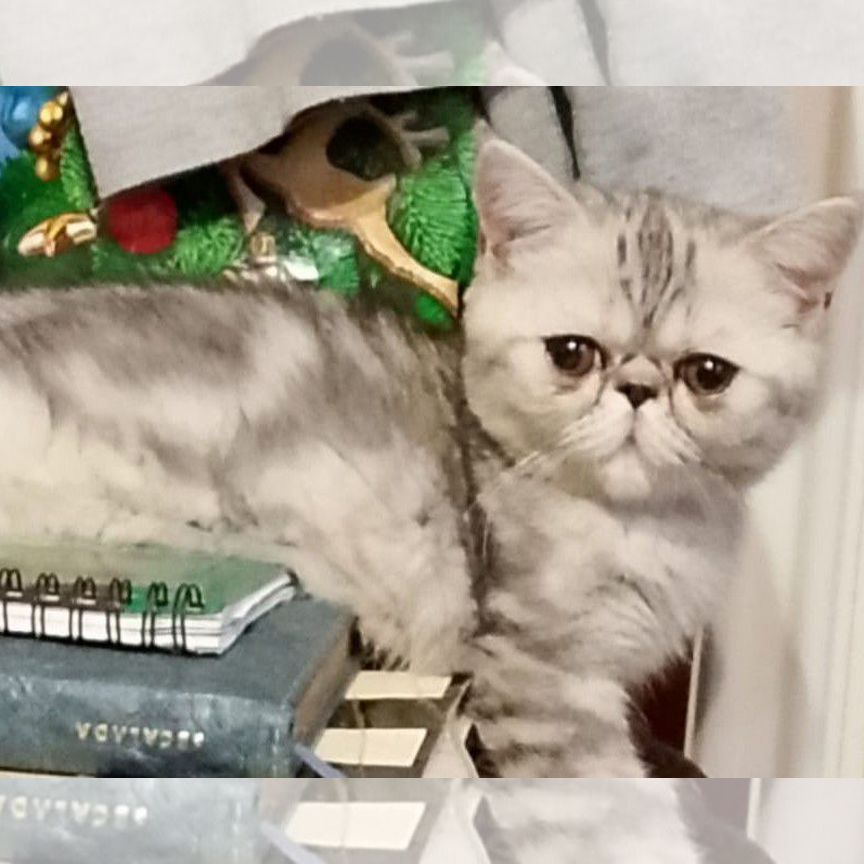Экзотический котенок кошечка