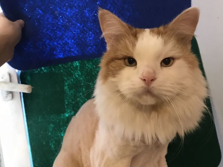 Очень нужен дом коту