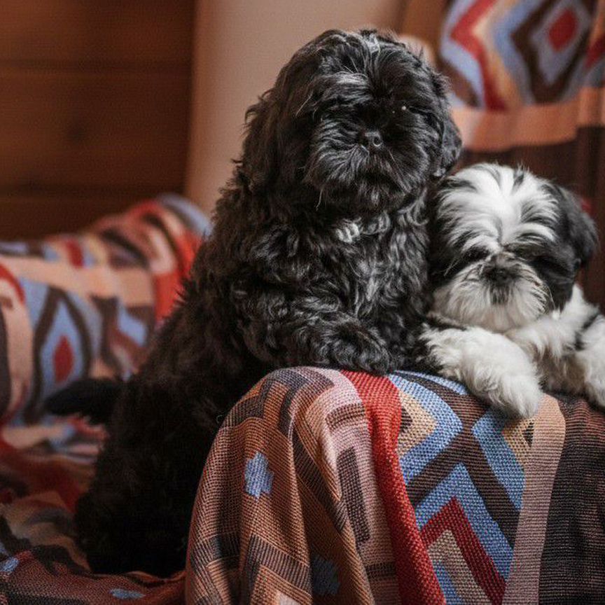 Ши-тцу, щенок