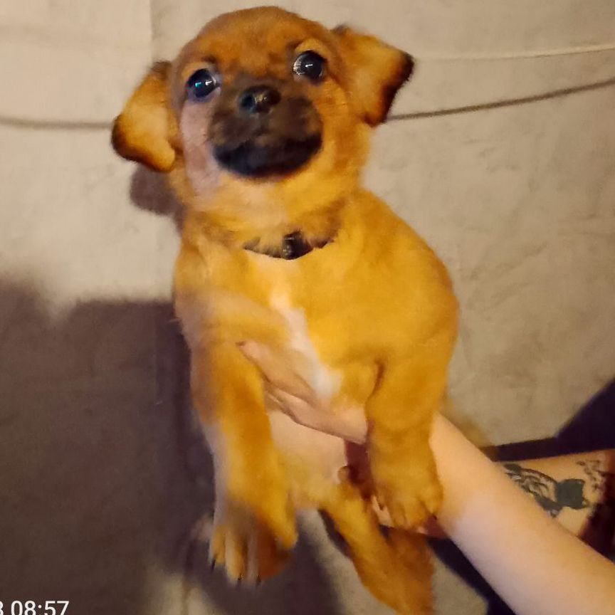 Пекинес, щенок