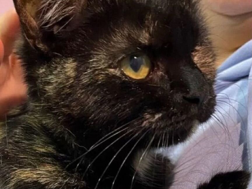 Трогательная и доверчивая Молли котенок в дар