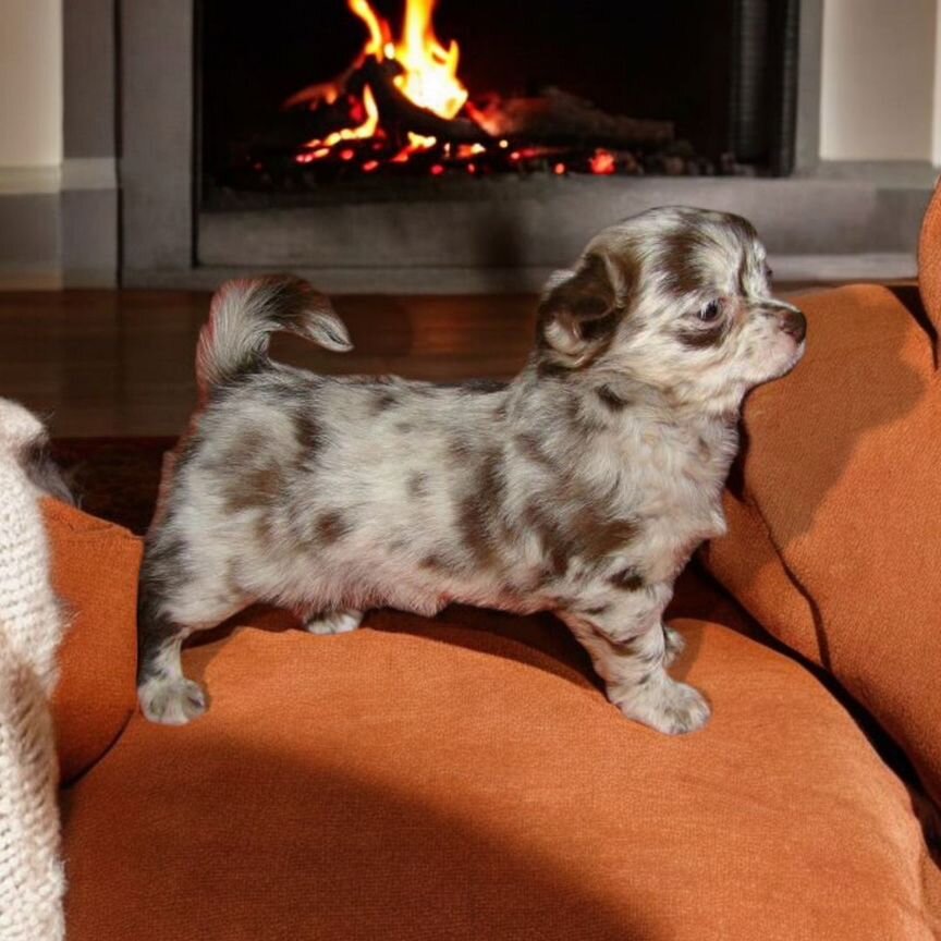 Мальчик чихуахуа 15000