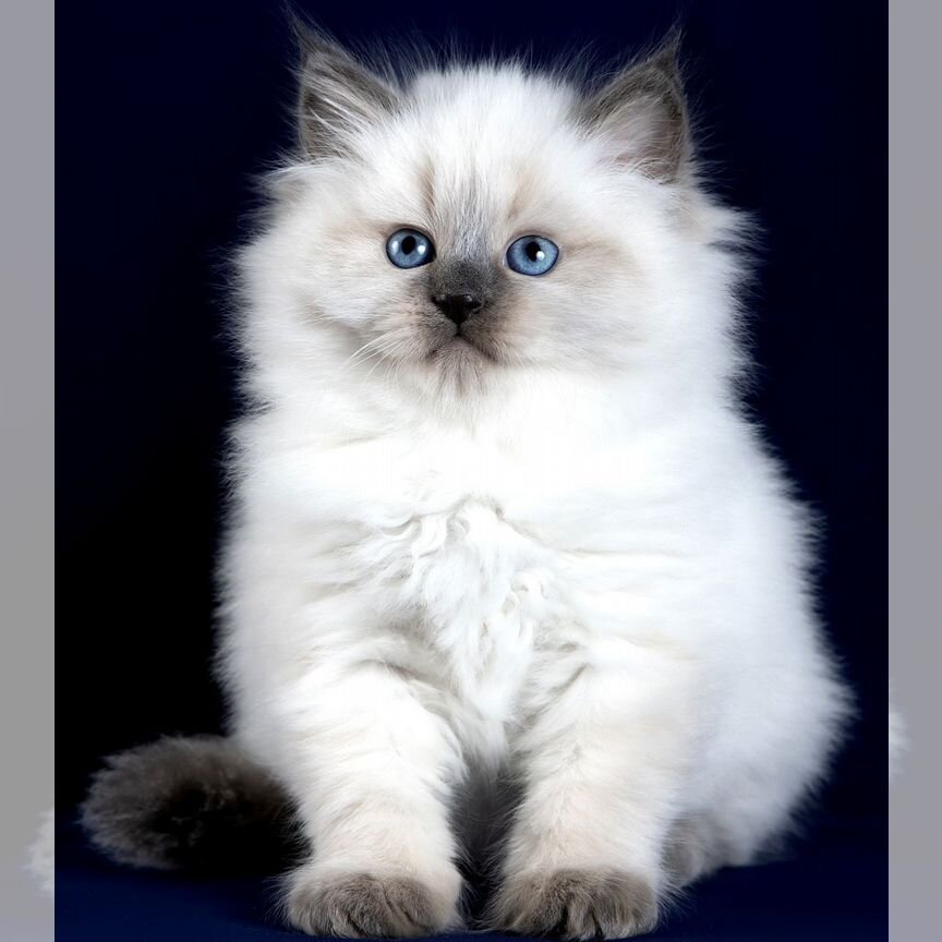 Невский маскарадный котёнок