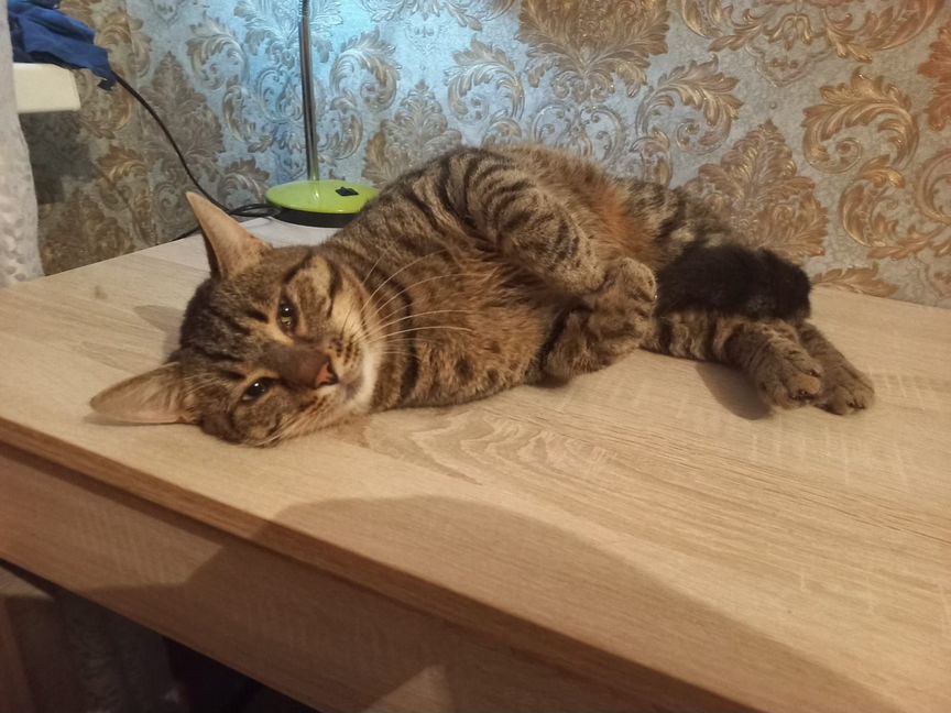 Тимоша супер ласкуша котик