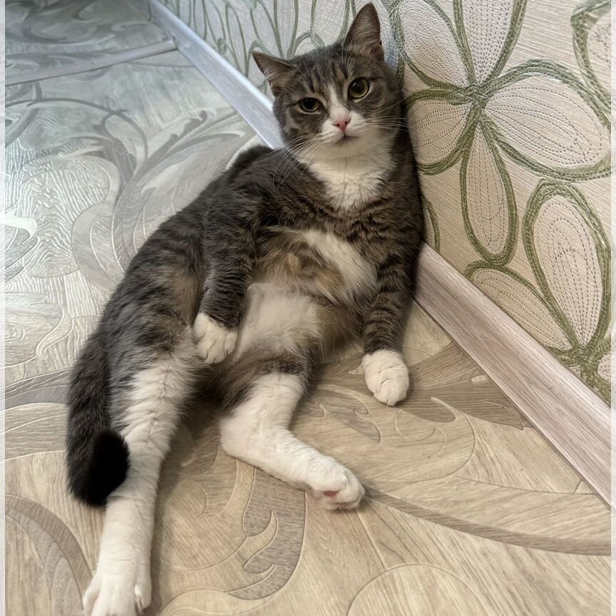 Взрослая кошка в добрые руки