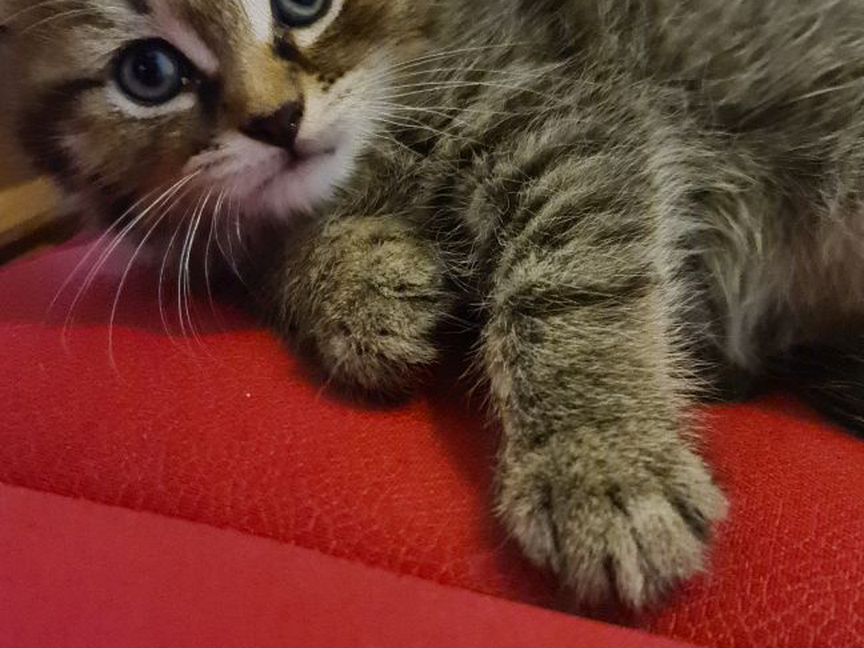 Котенок в дар бесплатно