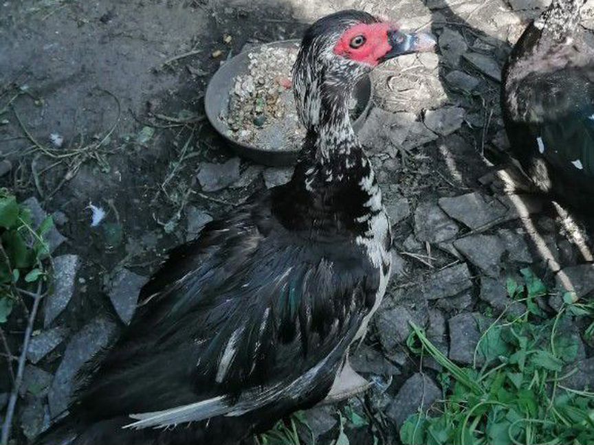 Селезень индоутки