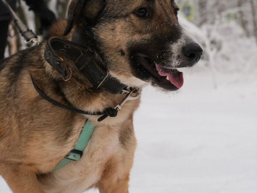 Собака из приюта: Теффи