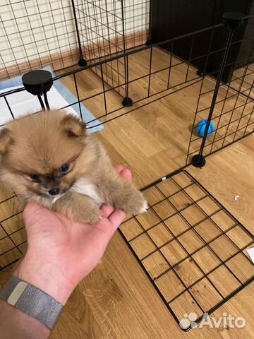 Померанский шпиц медвежьего типа мальчик