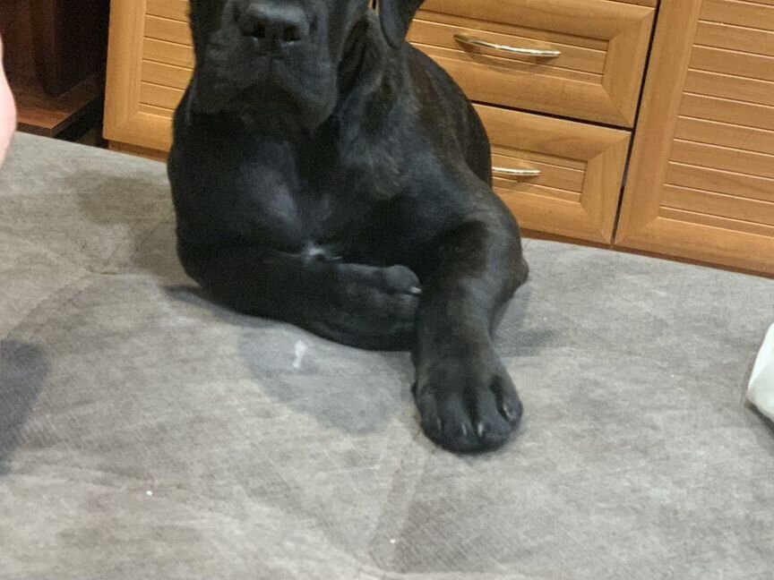 Продам собаку кане-корса