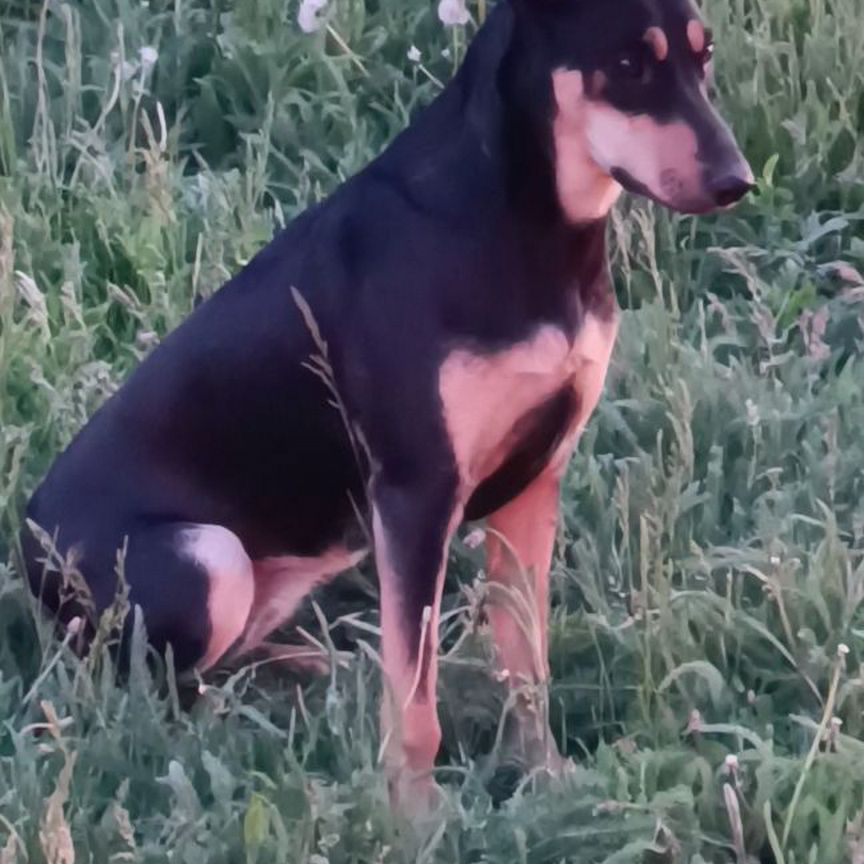 Ищем жениха