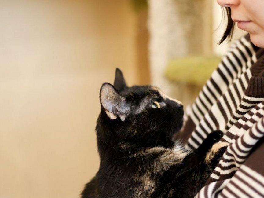 Ищем милосердия для кошек и любищую семью