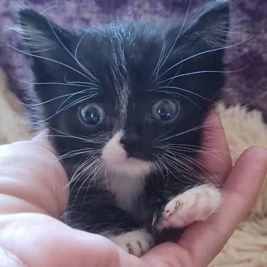 Котёнок в добрые руки