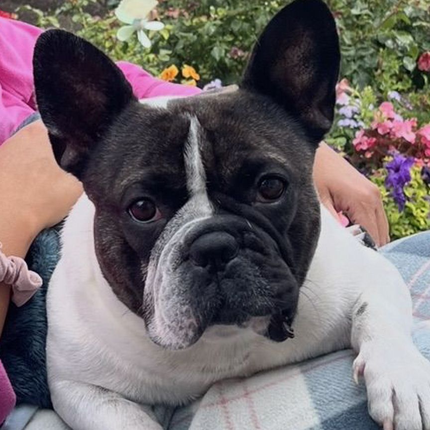 Французский бульдог, взрослый пёс