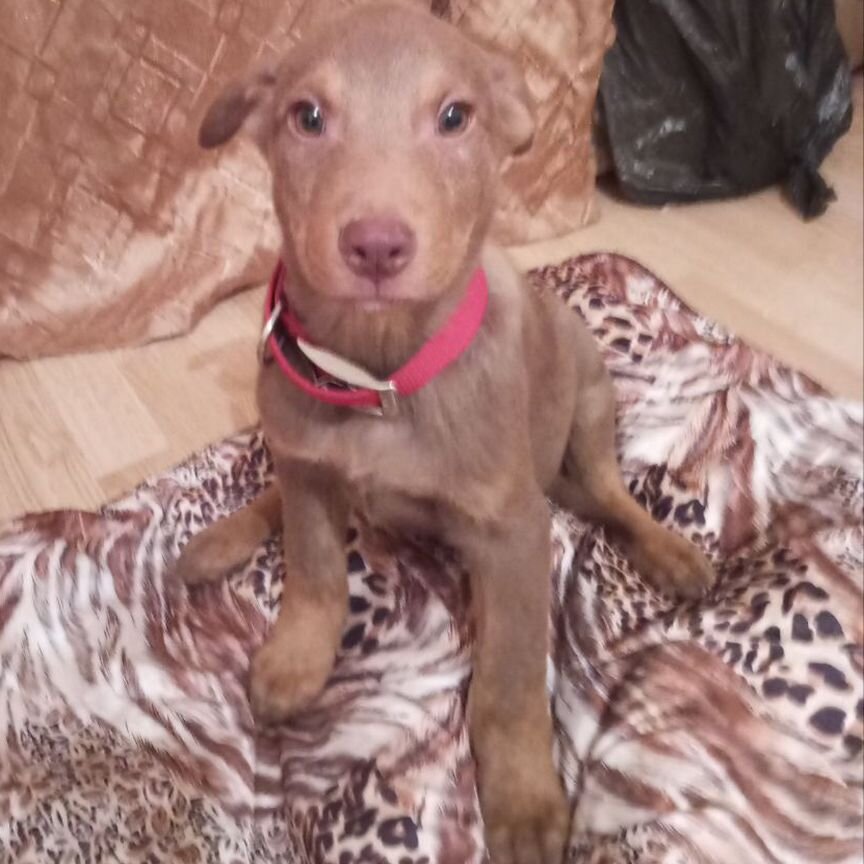 Щенок в добрые руки