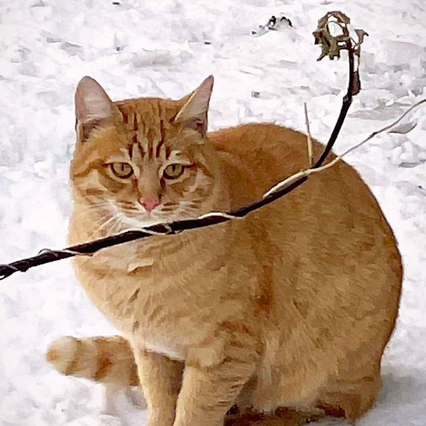 Кот 1 год рыжий