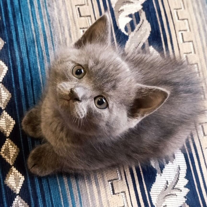 Британская кошечка