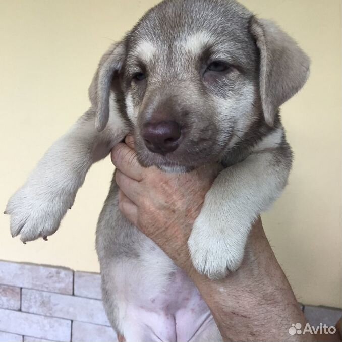 Плюша в поисках дома