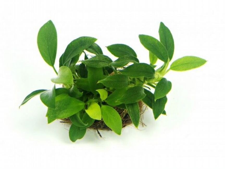 Анубиас Бартери нана Бонсай