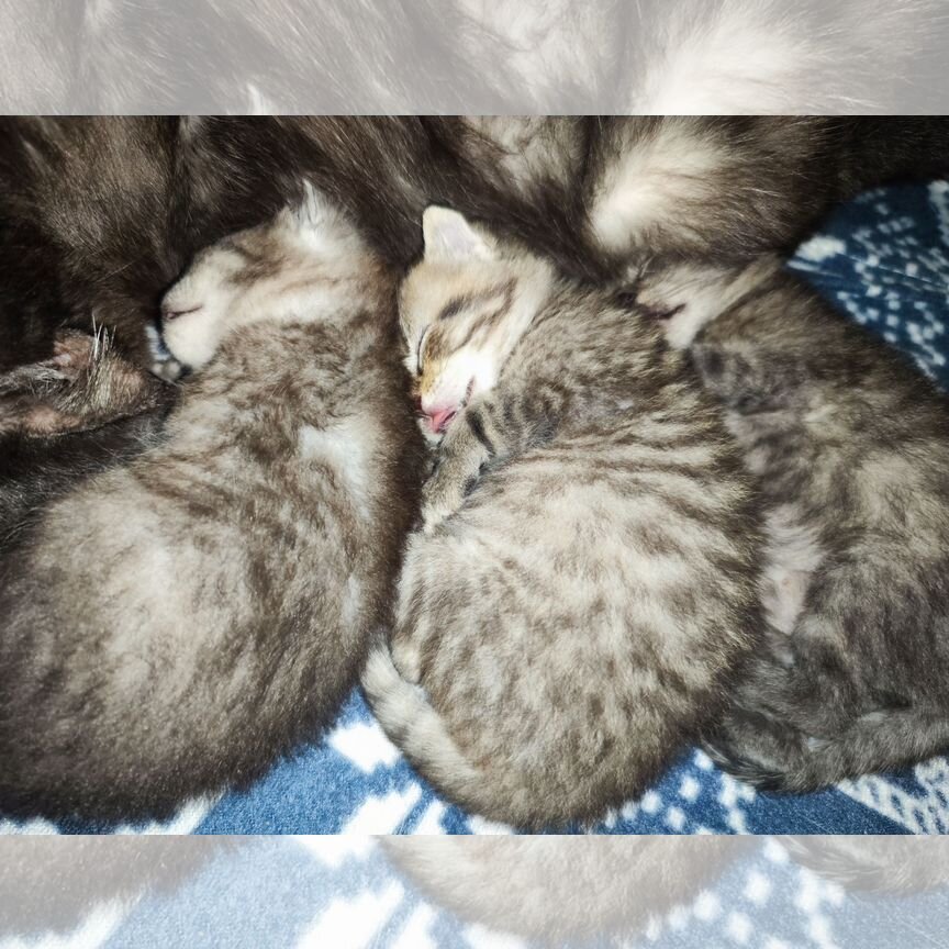 Британские котята
