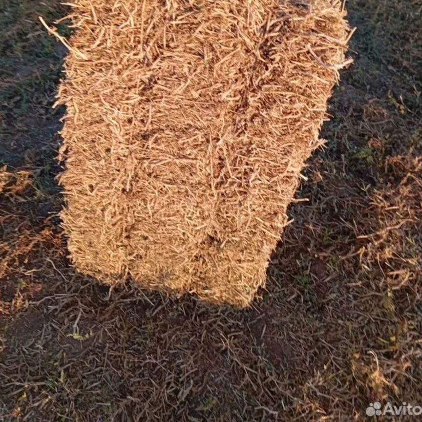 Солома гороховая