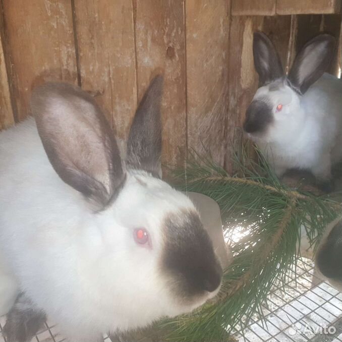 Калифорнийские кролики