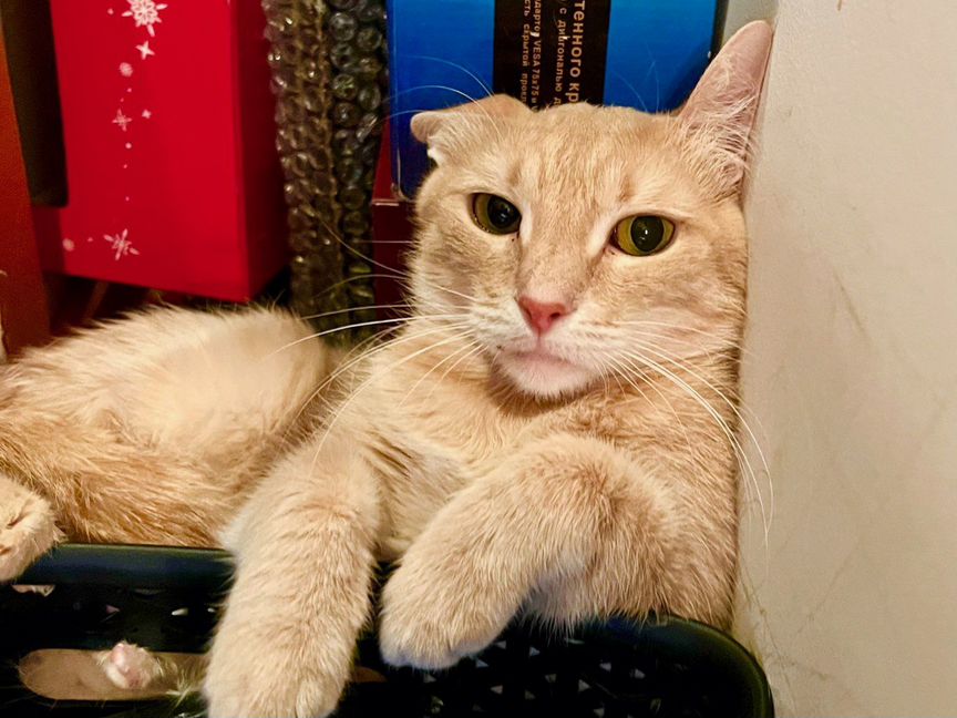 Кошка Джулия, пострадавшая от людей. В добрые руки