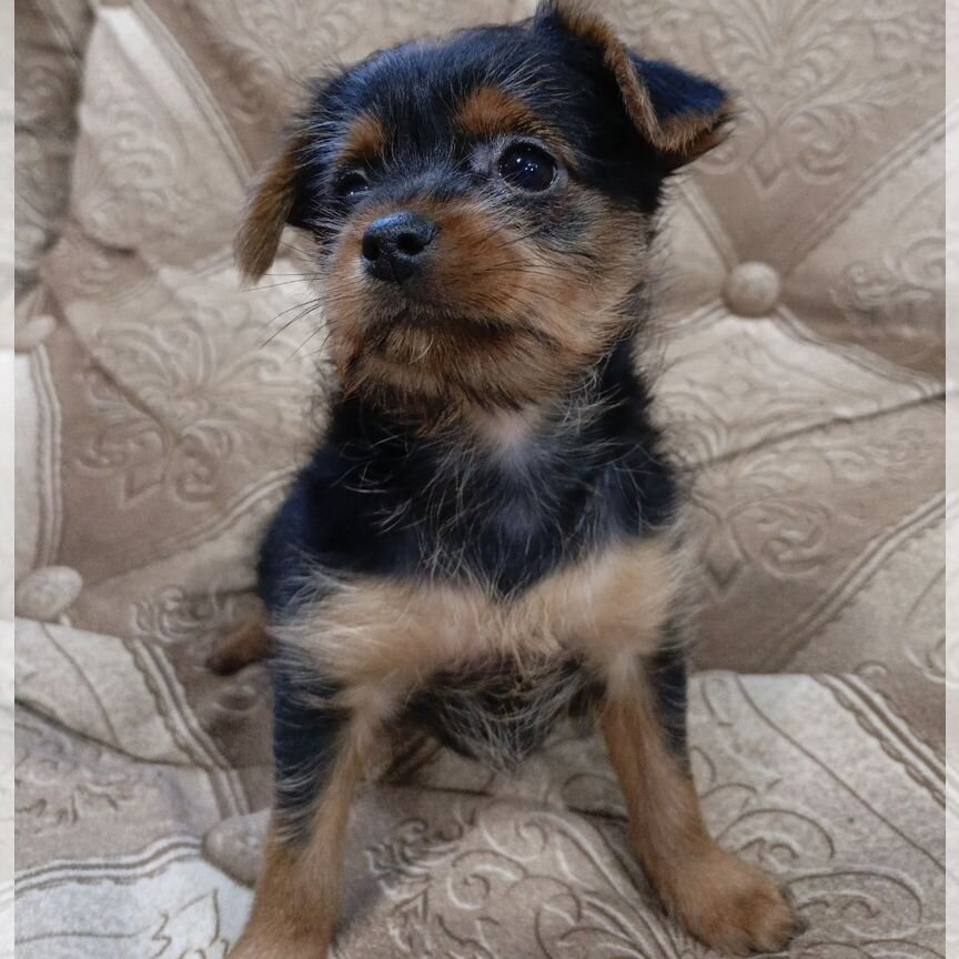 Йоркширский терьер щенки