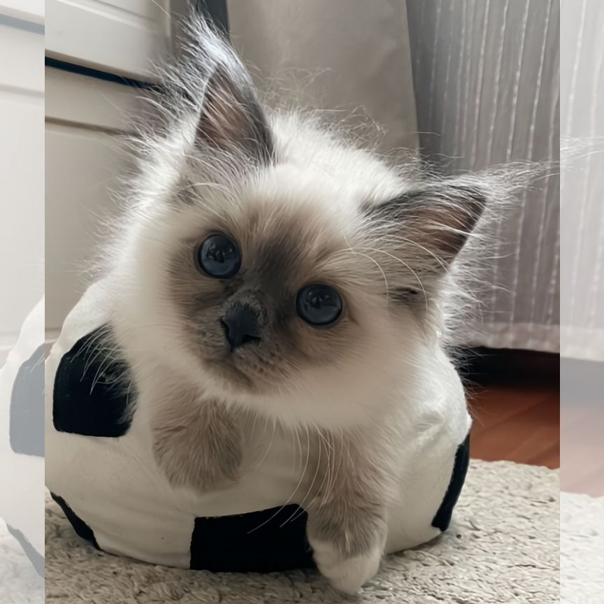 Бирманский котёнок