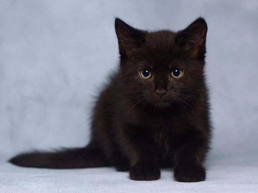 Котенок девочка, 3 мес