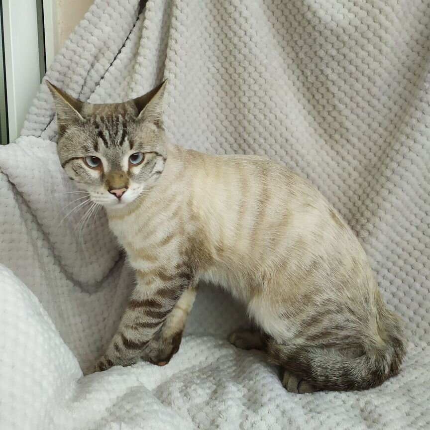 Кот симба