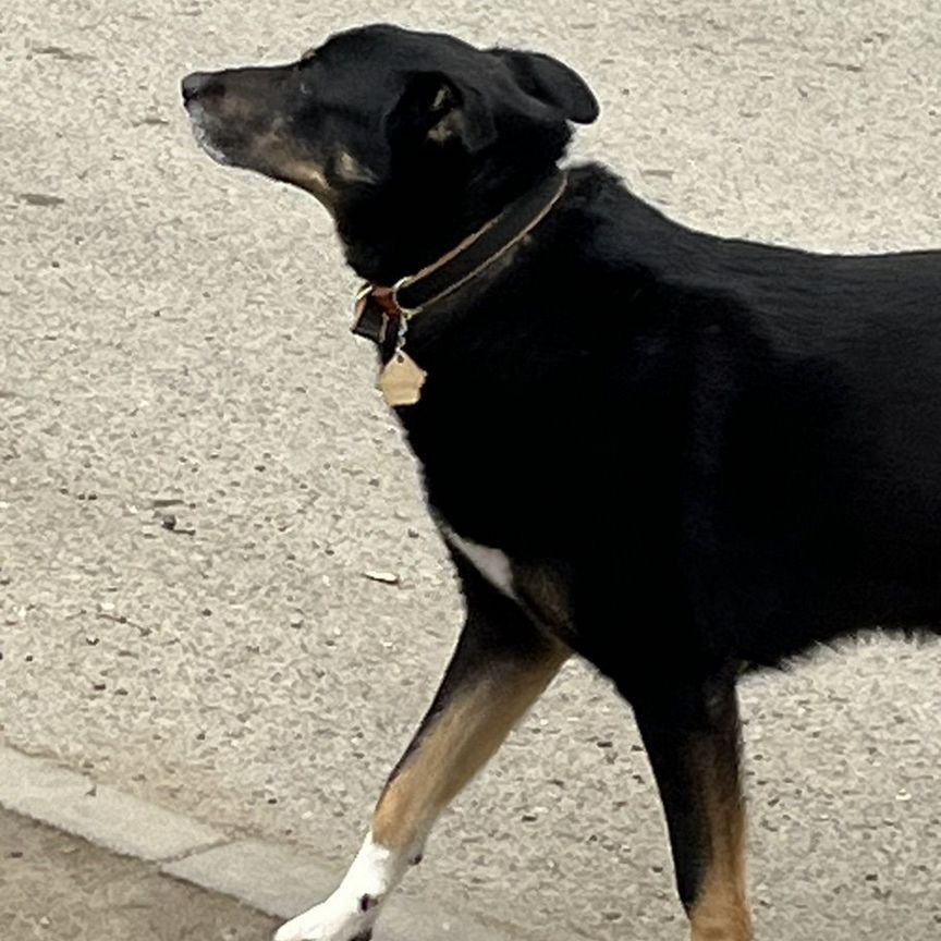 Найдена/замечена собака