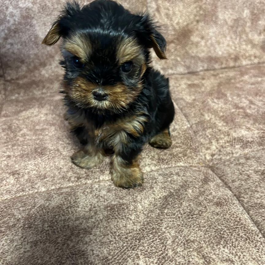 Йоркширский терьер