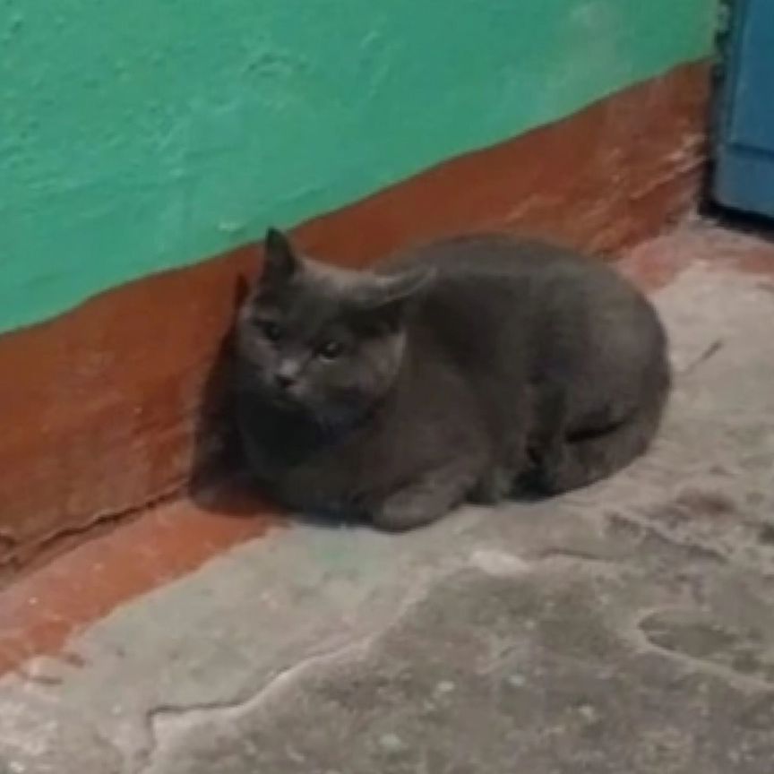 Котейка в подъезде