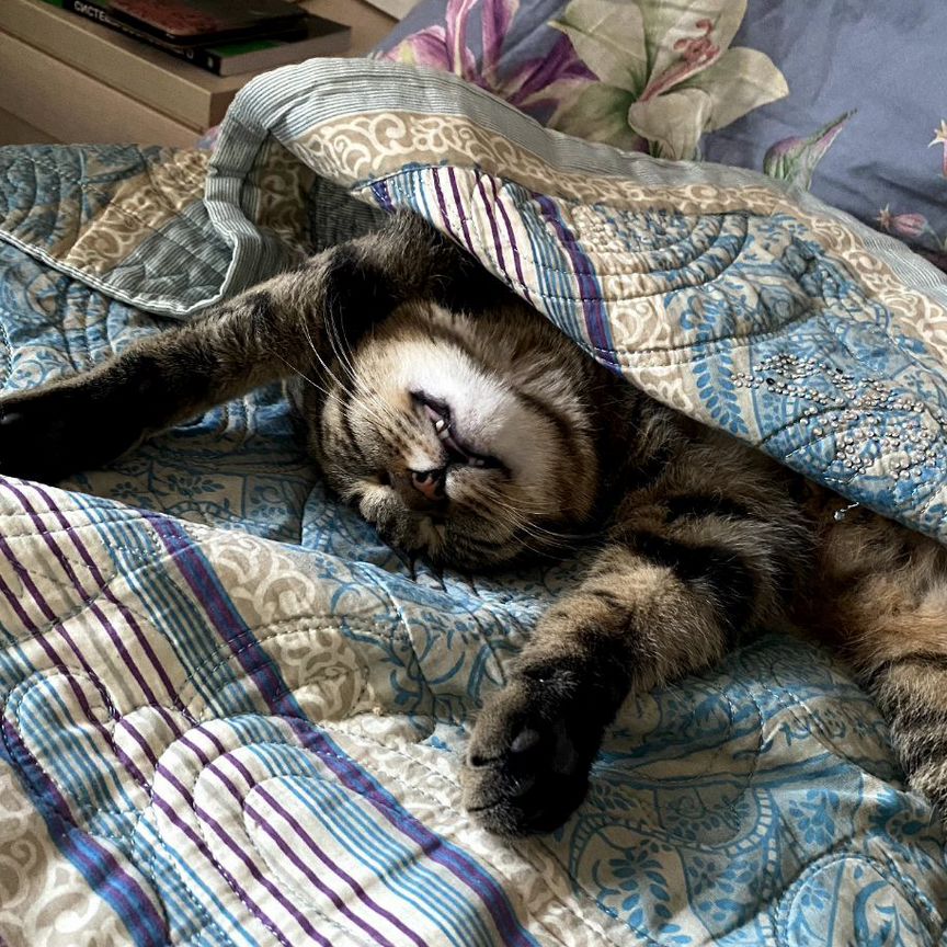 Котята в добрые руки бесплатно