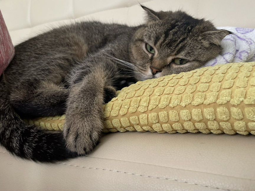 Отдам бесплатно в добрые руки британку вислаухую