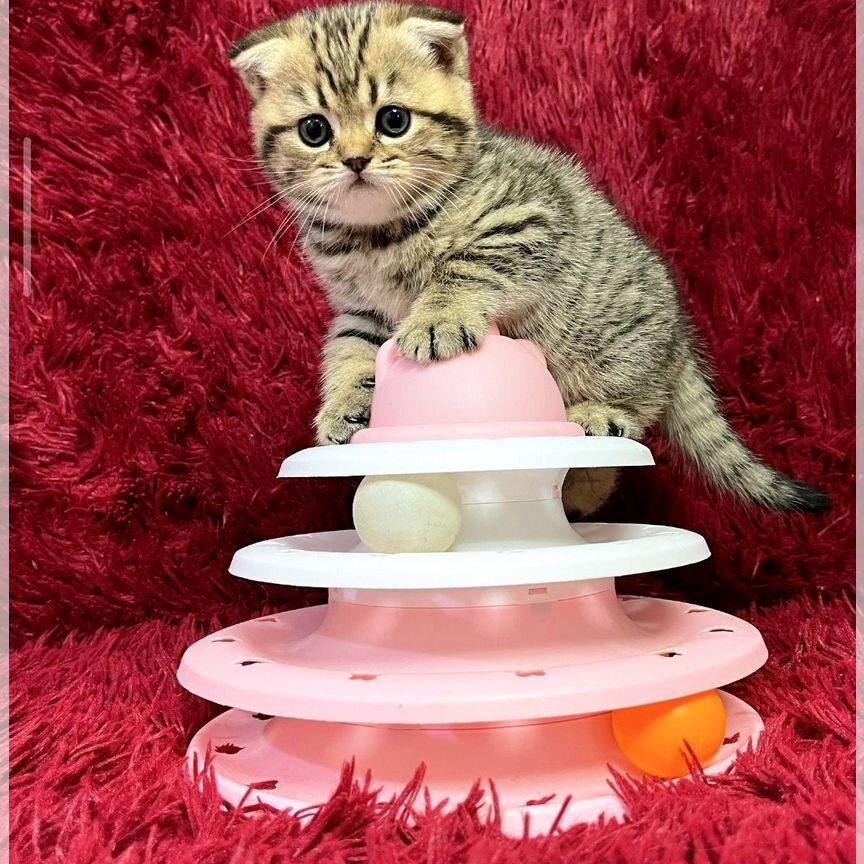 Шотландский вислоухий короткошёрстный котёнок