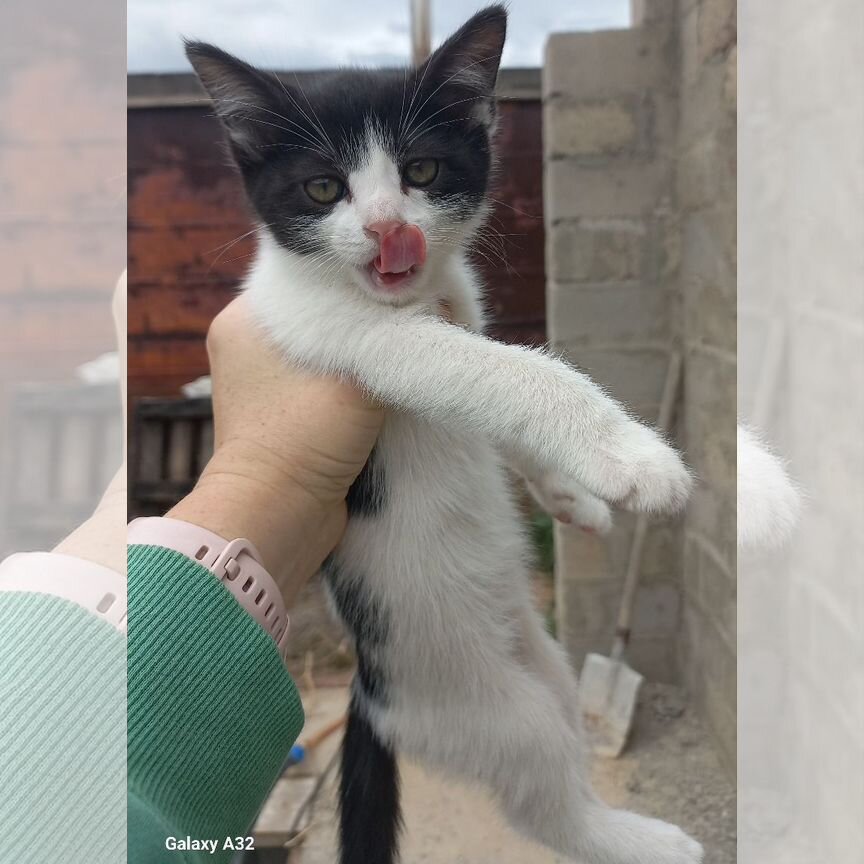 Котики бесплатно в добрые руки