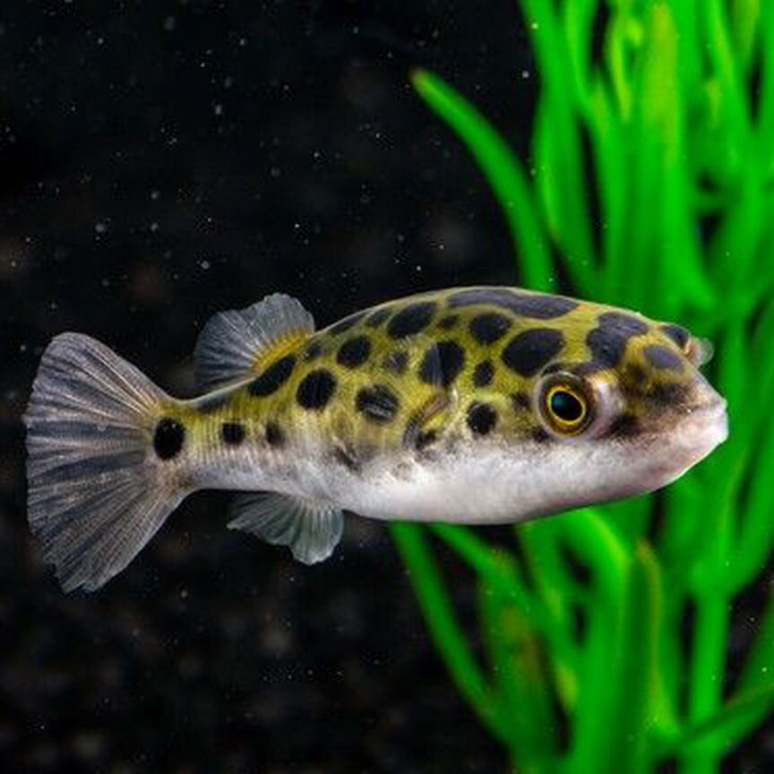 Тетраодон зелёный