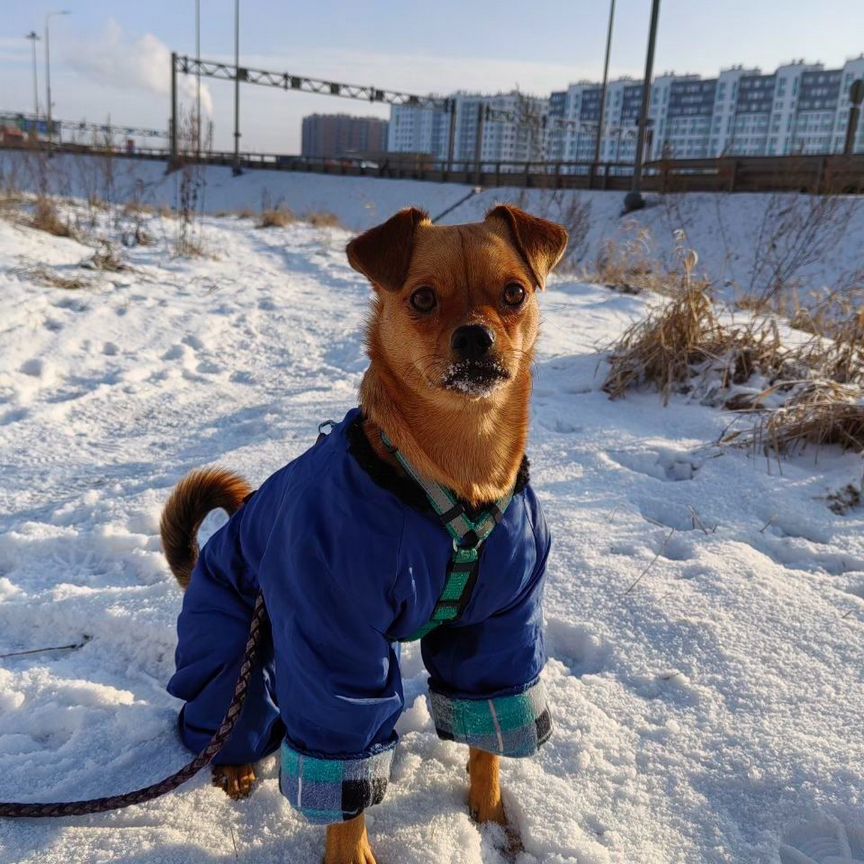 Щенку нужен новый дом