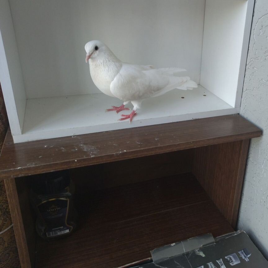 Голубь белый