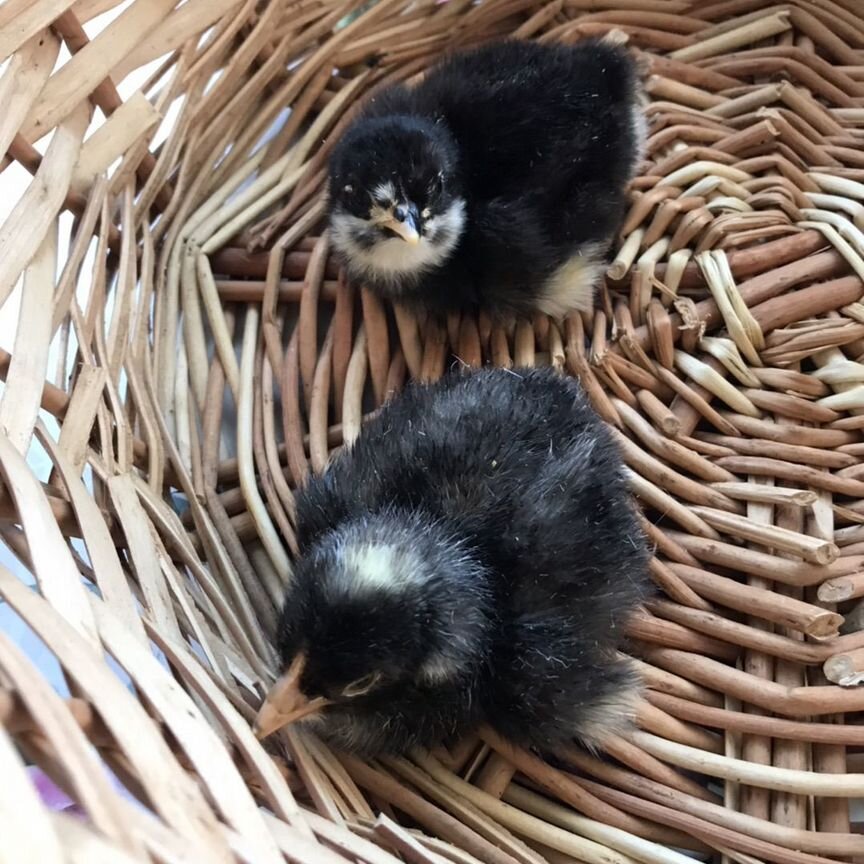 Цыплята суточные