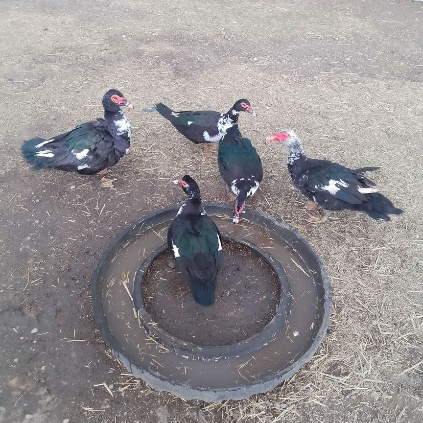 Мускусные утки