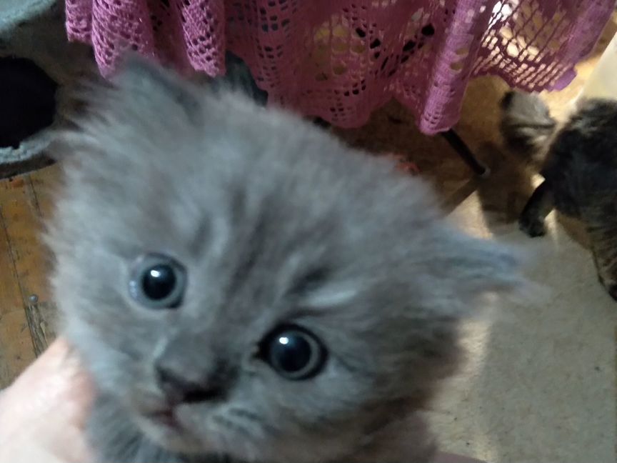 Отдам котёнка шотландец