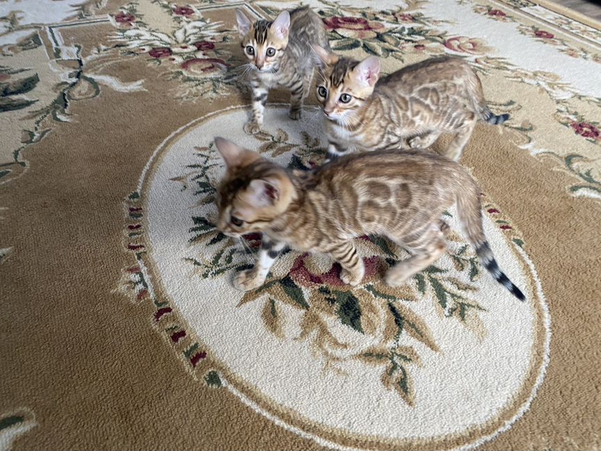 Бенгальские котята